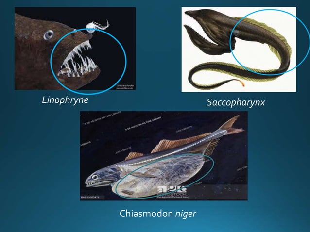 Adaptations in deep sea fishes | PPT