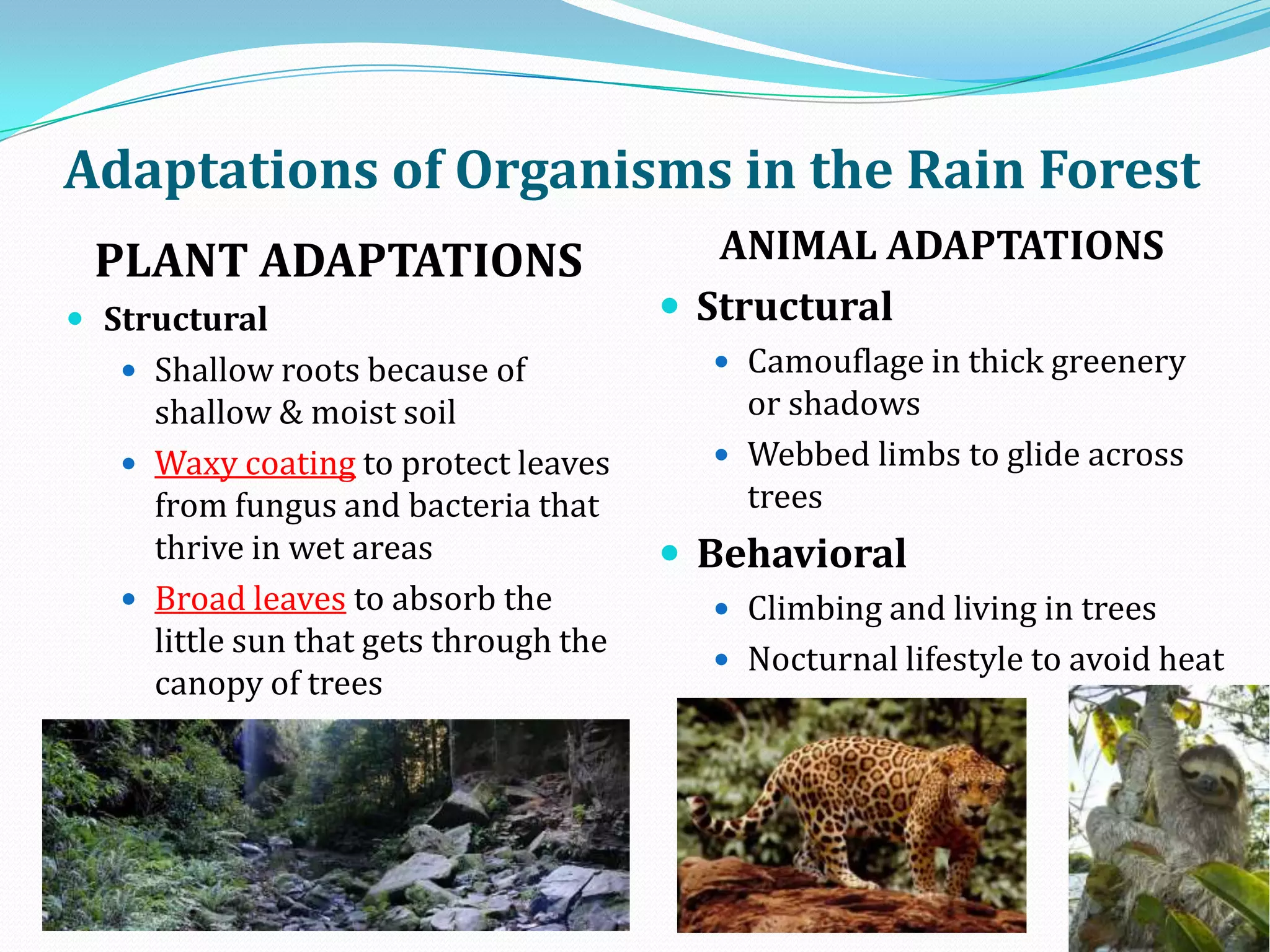 Adaptations in different biomes notes | PPTX