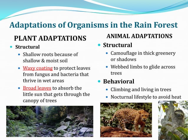 Adaptations in different biomes notes | PPTX | Gardening | Home & Garden