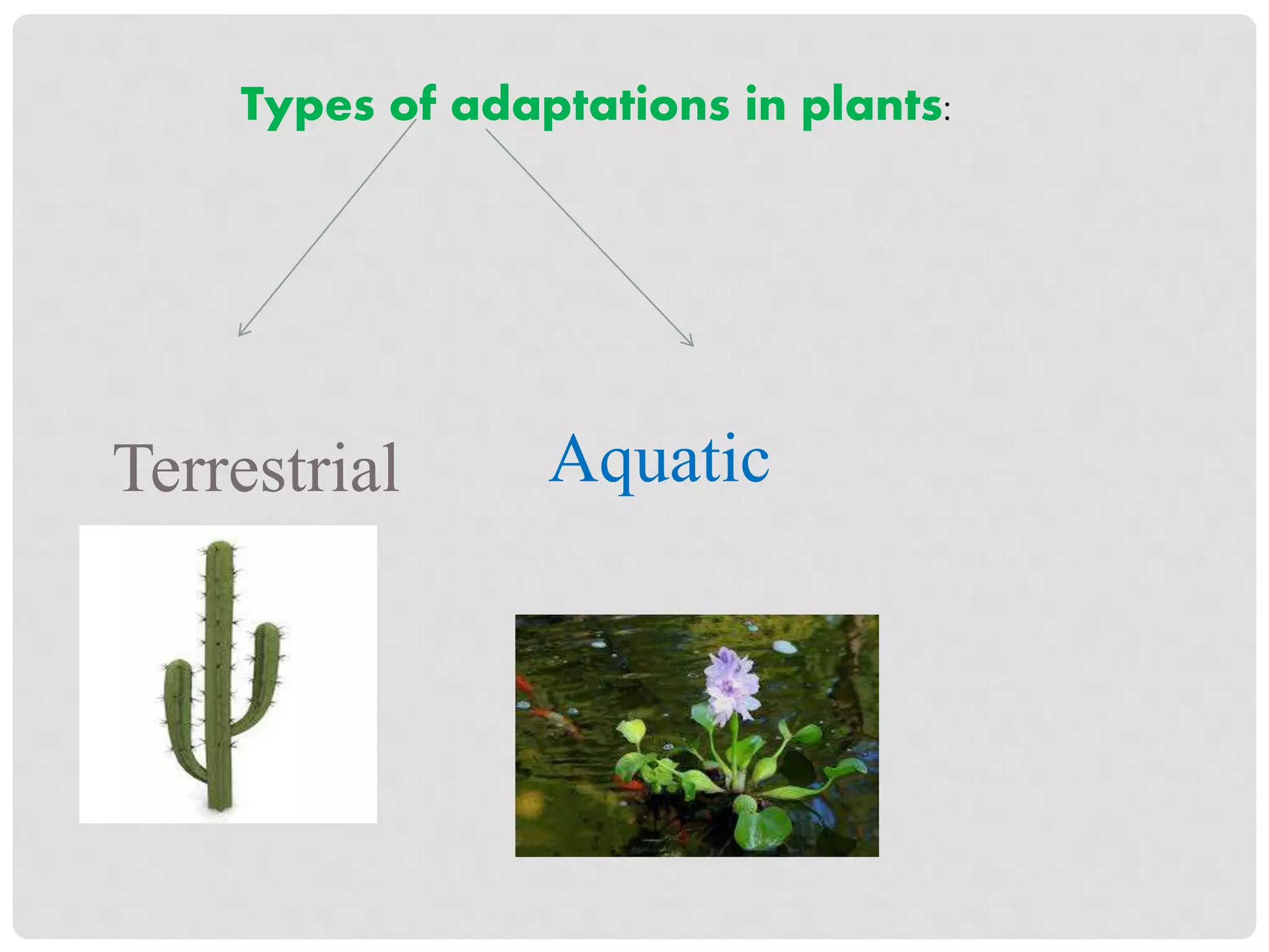 Adaptations in plants | PPT