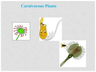 Adaptations in plants | PPT