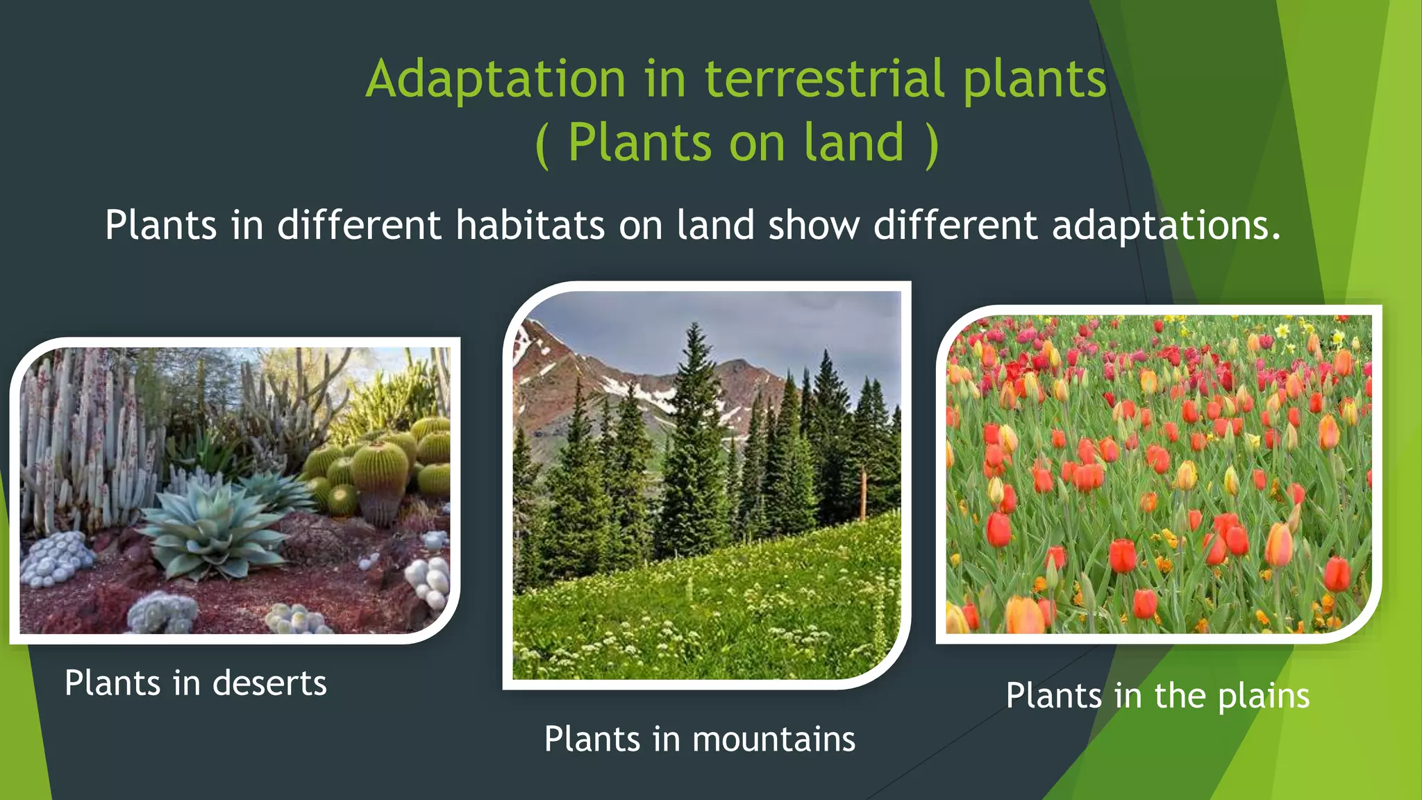 Adaptation in plants | PPTX
