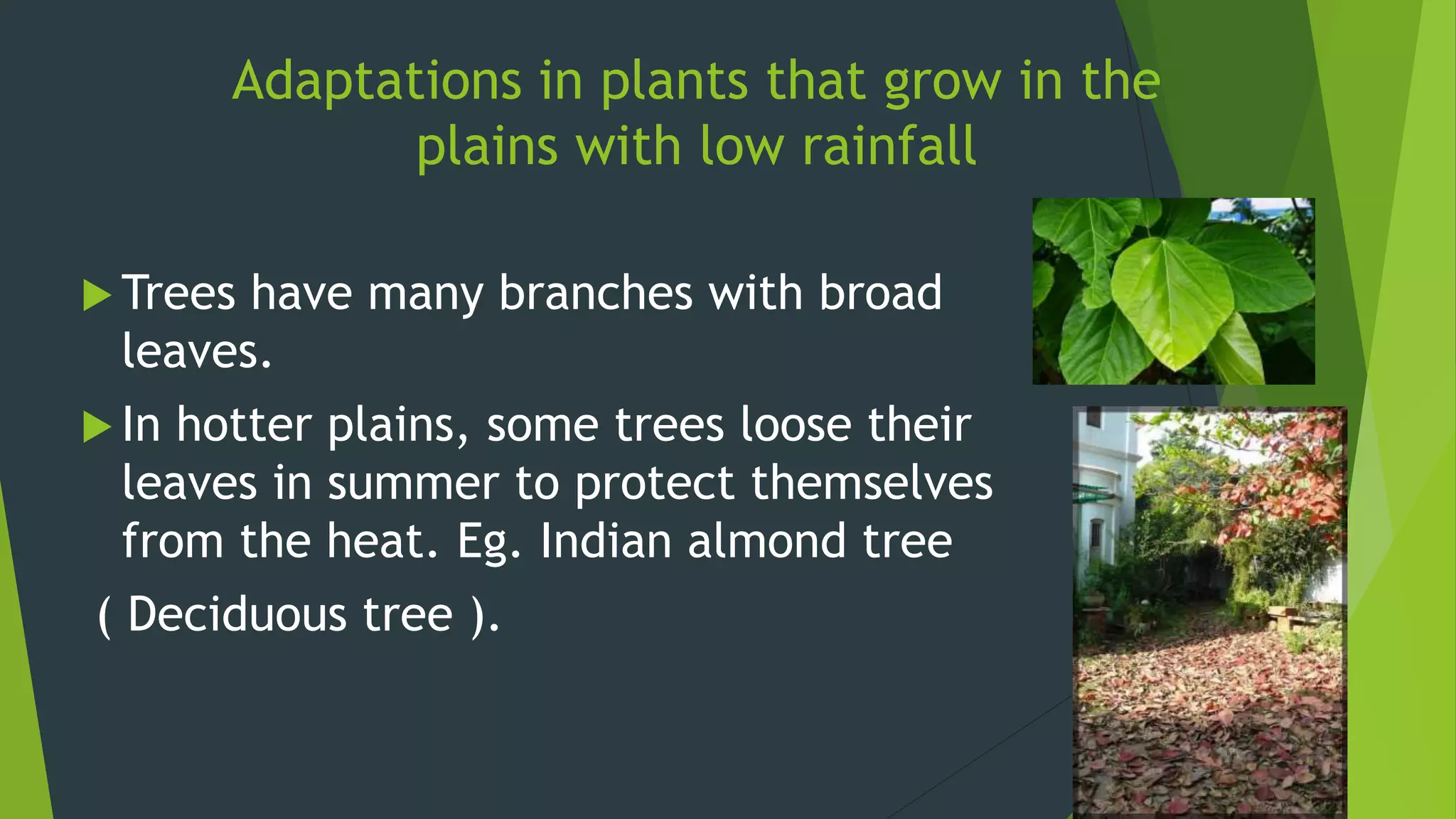 Adaptation in plants | PPTX
