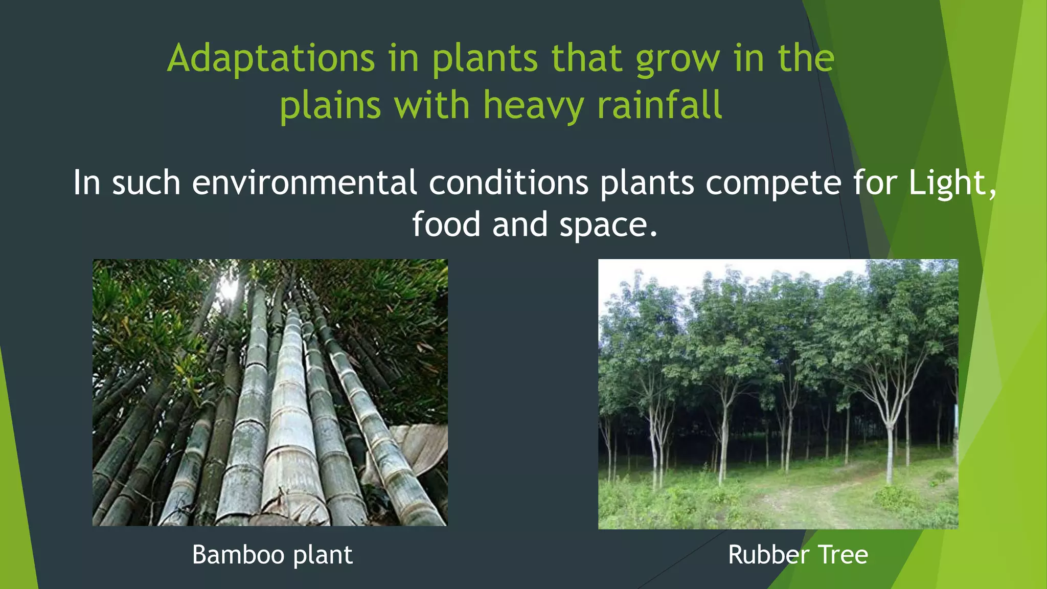 Adaptation in plants | PPTX