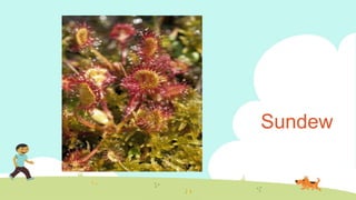 Adaptations In Plants.pptx