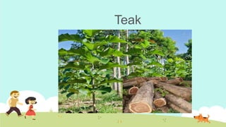 Adaptations In Plants.pptx