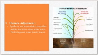 Adaptations In Plants Against Abiotic Stress.pptx