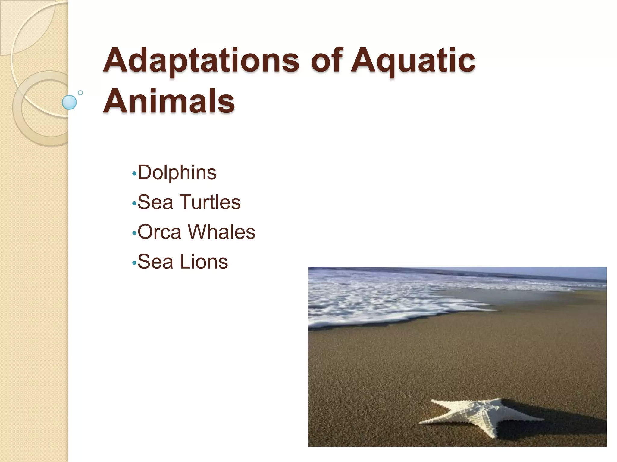 Adaptations Of Aquatic Animals Powerpoint | PPTX