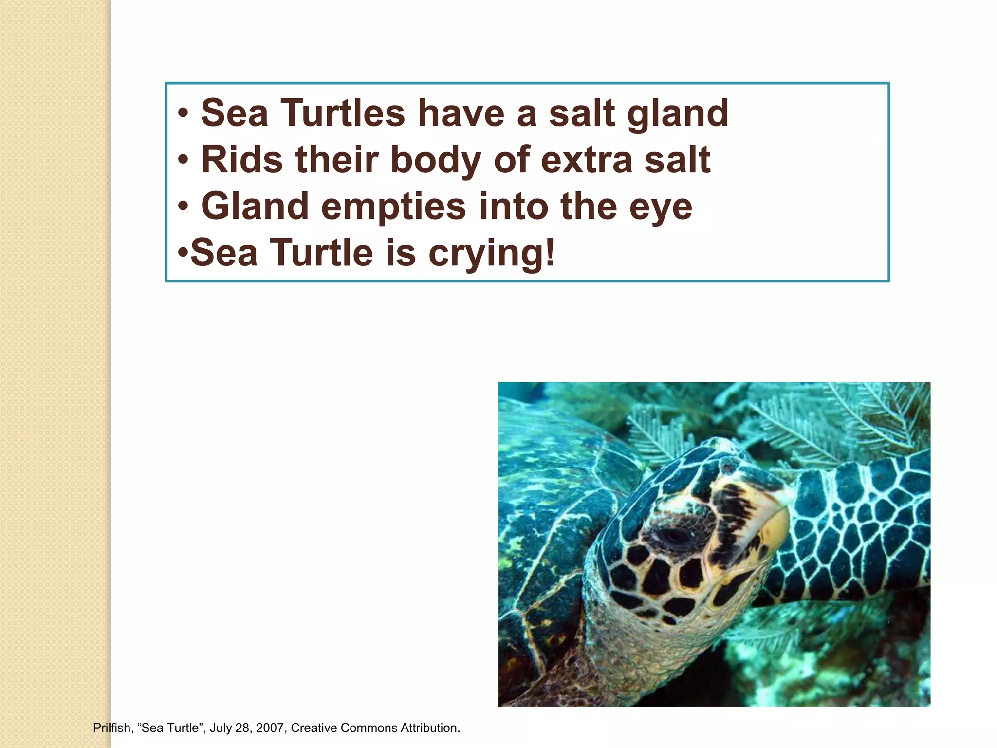 Adaptations Of Aquatic Animals Powerpoint | PPTX