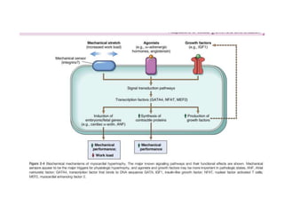 Adaptations of cellular growth | PPT