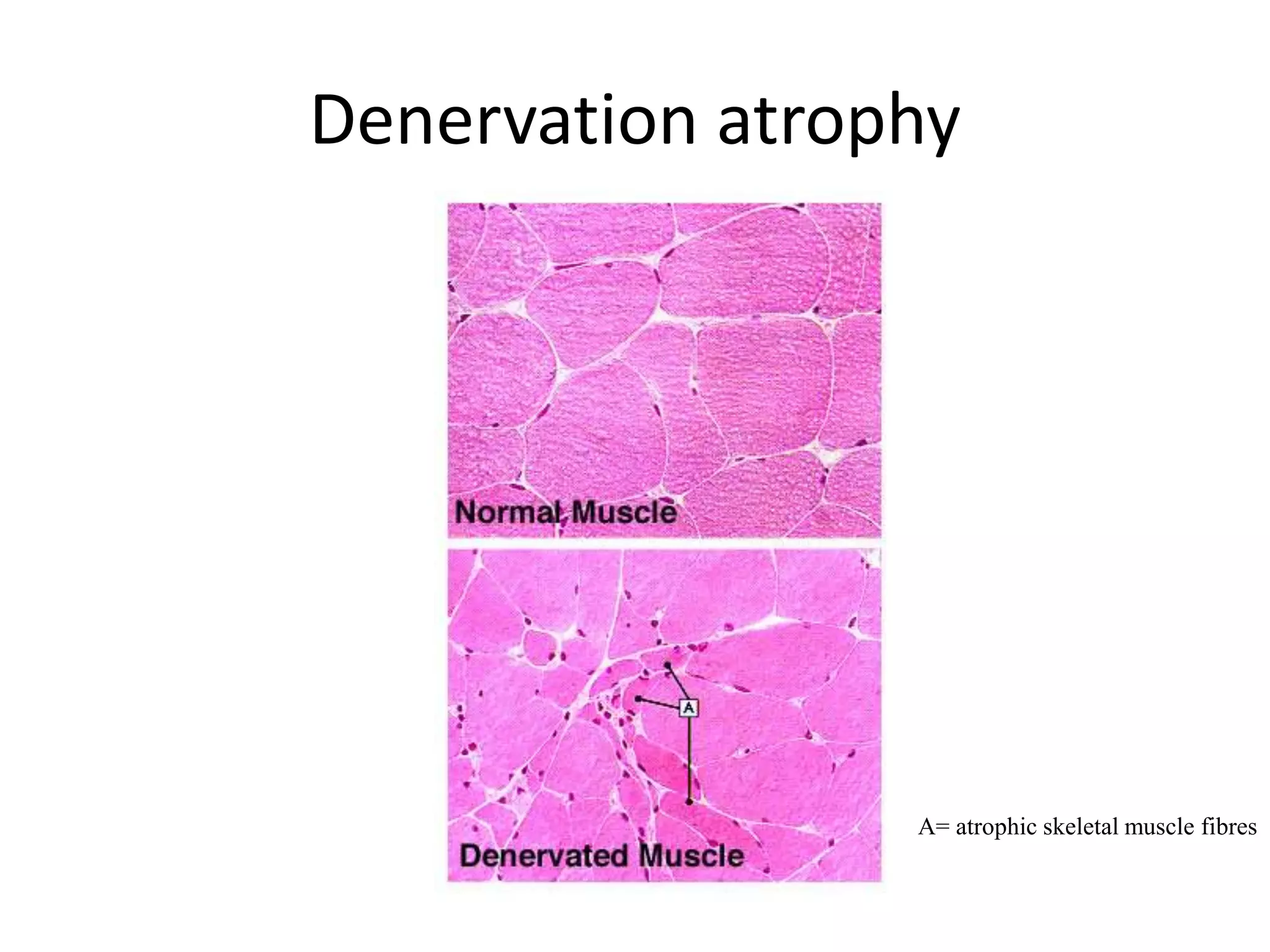 Adaptations of cellular growth and diffrentiation | PPTX