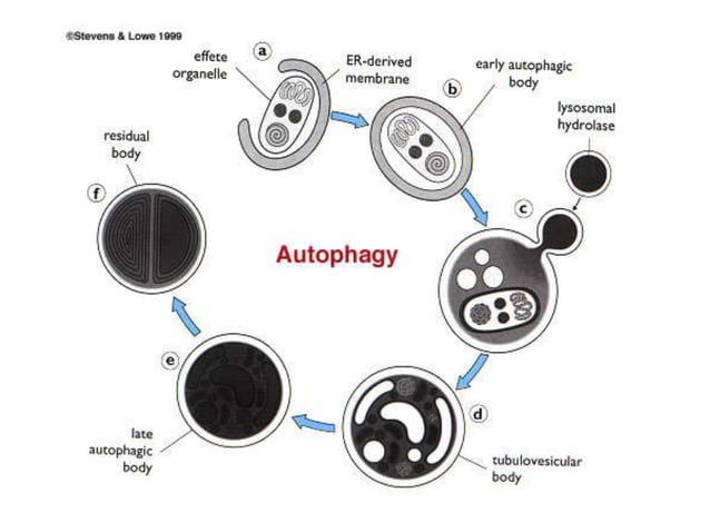 Adaptations of cellular growth and diffrentiation | PPTX