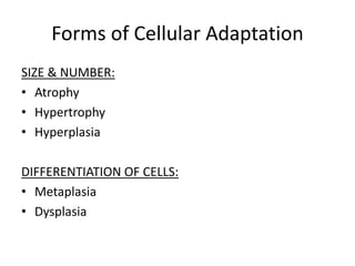 Hypertrophy Hypotrophy Cells