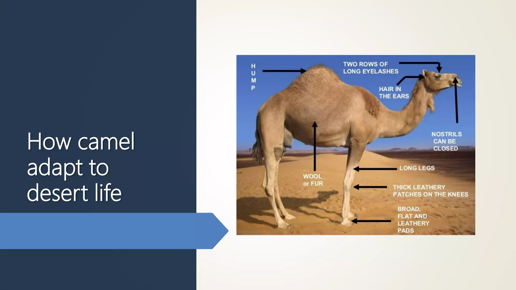 Adaptations of differnet animals in differnt habitats | PPTX