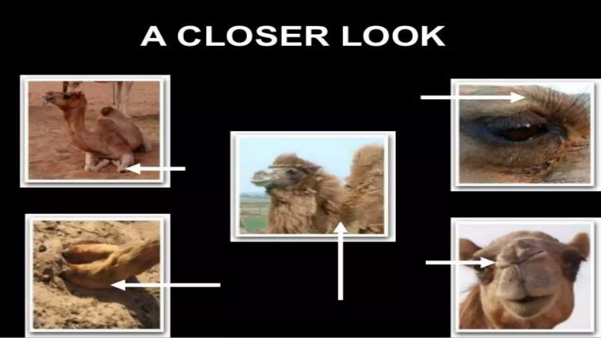 Adaptations of differnet animals in differnt habitats | PPTX