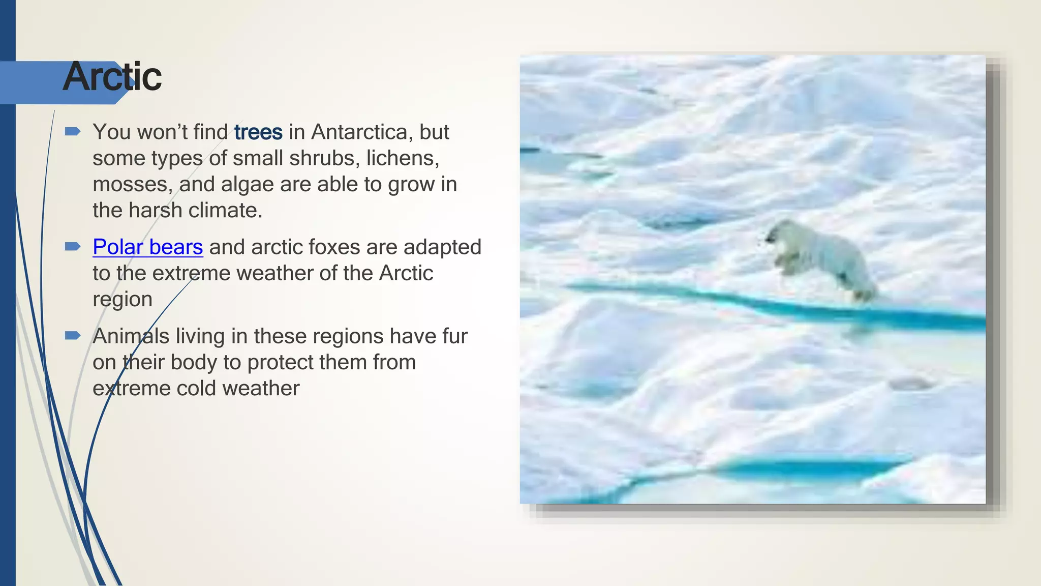 Adaptations of differnet animals in differnt habitats | PPTX