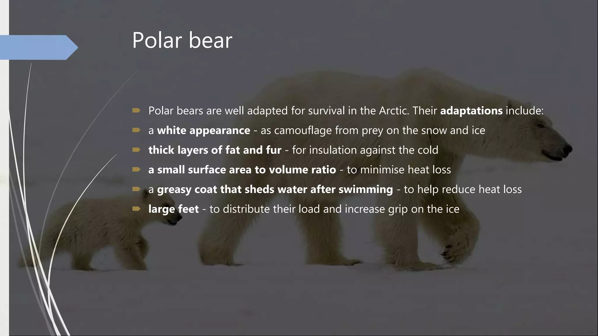 Adaptations of differnet animals in differnt habitats | PPTX