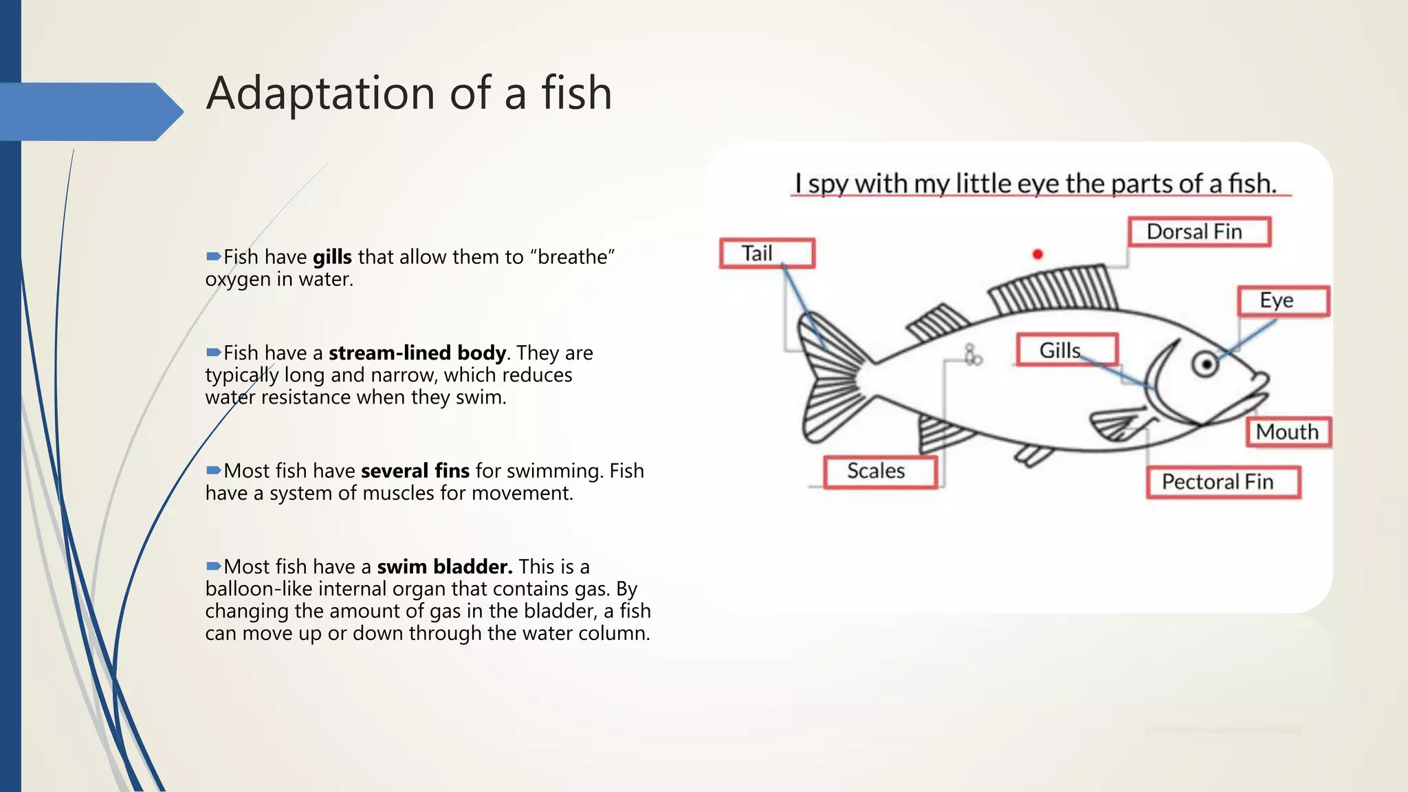Adaptations of differnet animals in differnt habitats | PPTX
