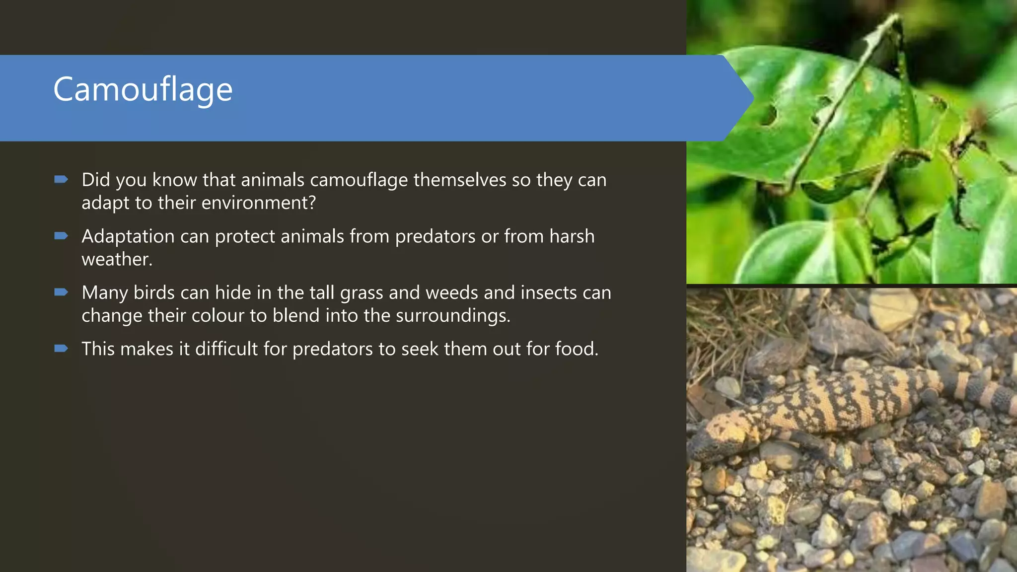 Adaptations of differnet animals in differnt habitats | PPTX