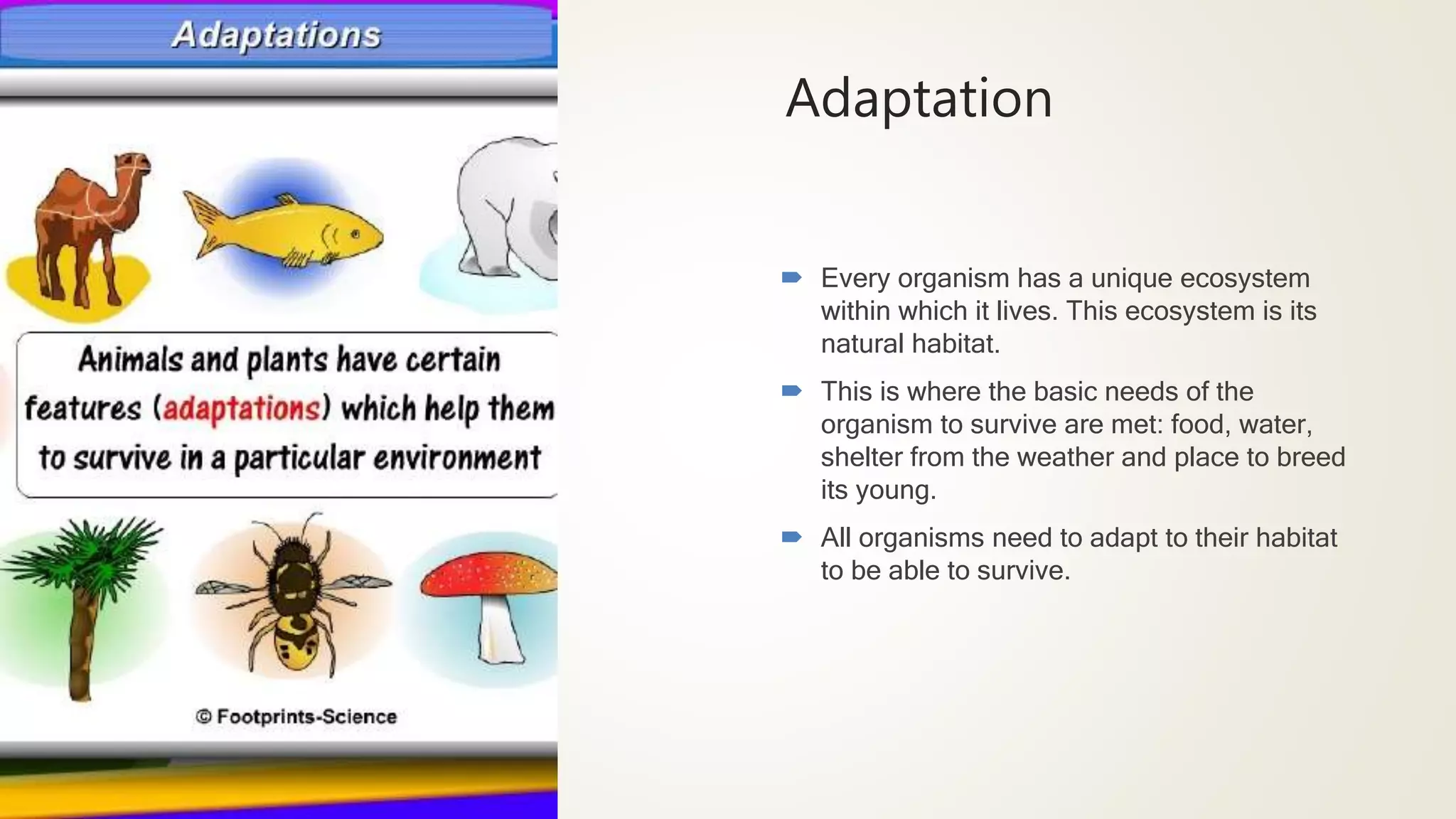 Adaptations of differnet animals in differnt habitats | PPTX