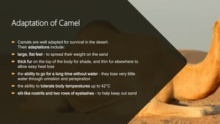 Adaptations of differnet animals in differnt habitats | PPTX