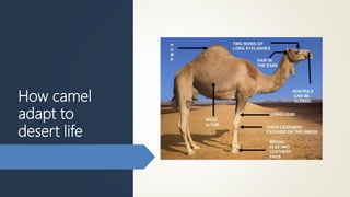 Adaptations of differnet animals in differnt habitats | PPTX