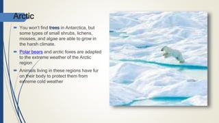 Adaptations of differnet animals in differnt habitats | PPTX