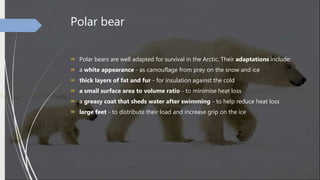 Adaptations of differnet animals in differnt habitats | PPTX