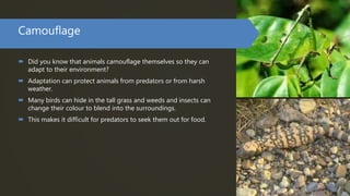 Adaptations of differnet animals in differnt habitats | PPTX