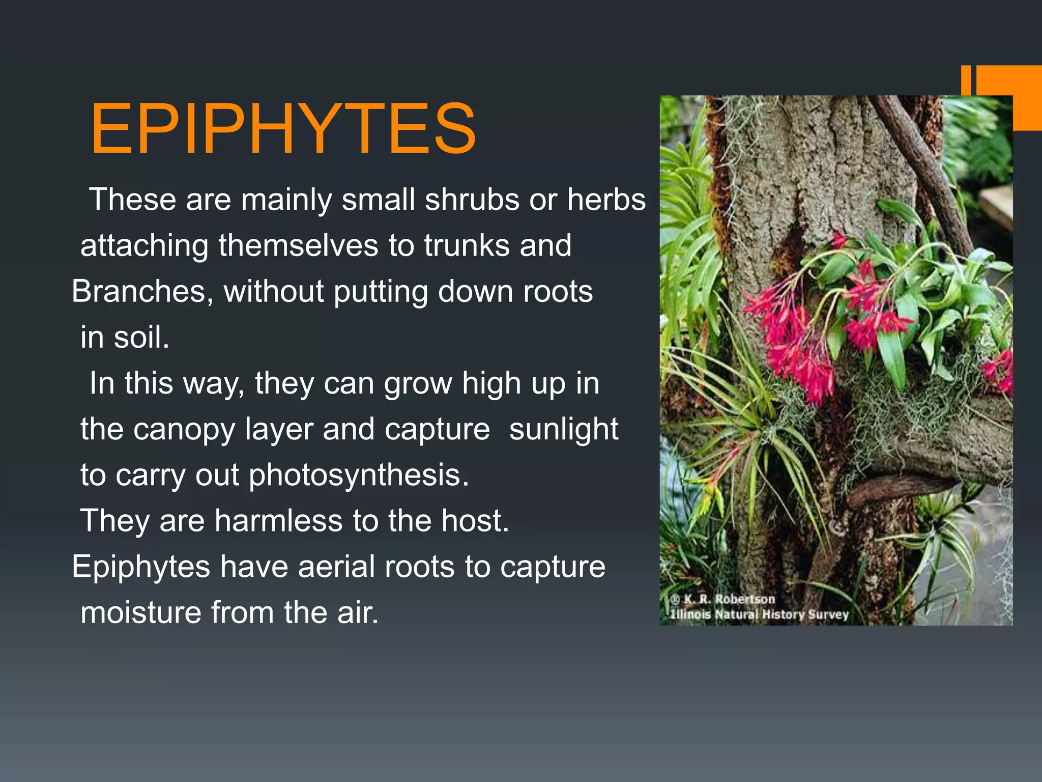 Adaptations of epiphytes and halophytes | PPTX