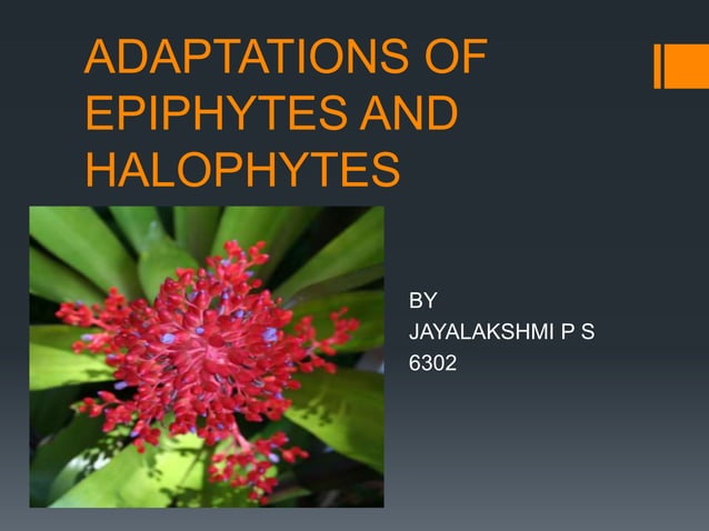 Adaptations of epiphytes and halophytes | PPTX | Gardening | Home & Garden