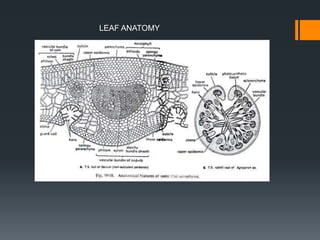 Adaptations of epiphytes and halophytes | PPTX
