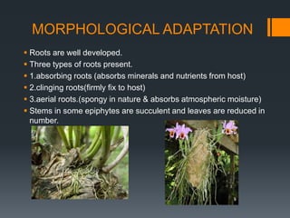 Adaptations of epiphytes and halophytes | PPTX