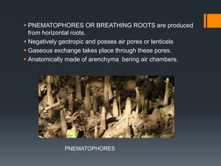 Adaptations of epiphytes and halophytes | PPTX