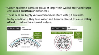 Adaptations of leaf to water stress.pptx