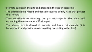 Adaptations of leaf to water stress.pptx