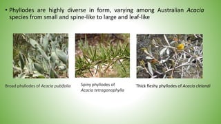 Adaptations of leaf to water stress.pptx