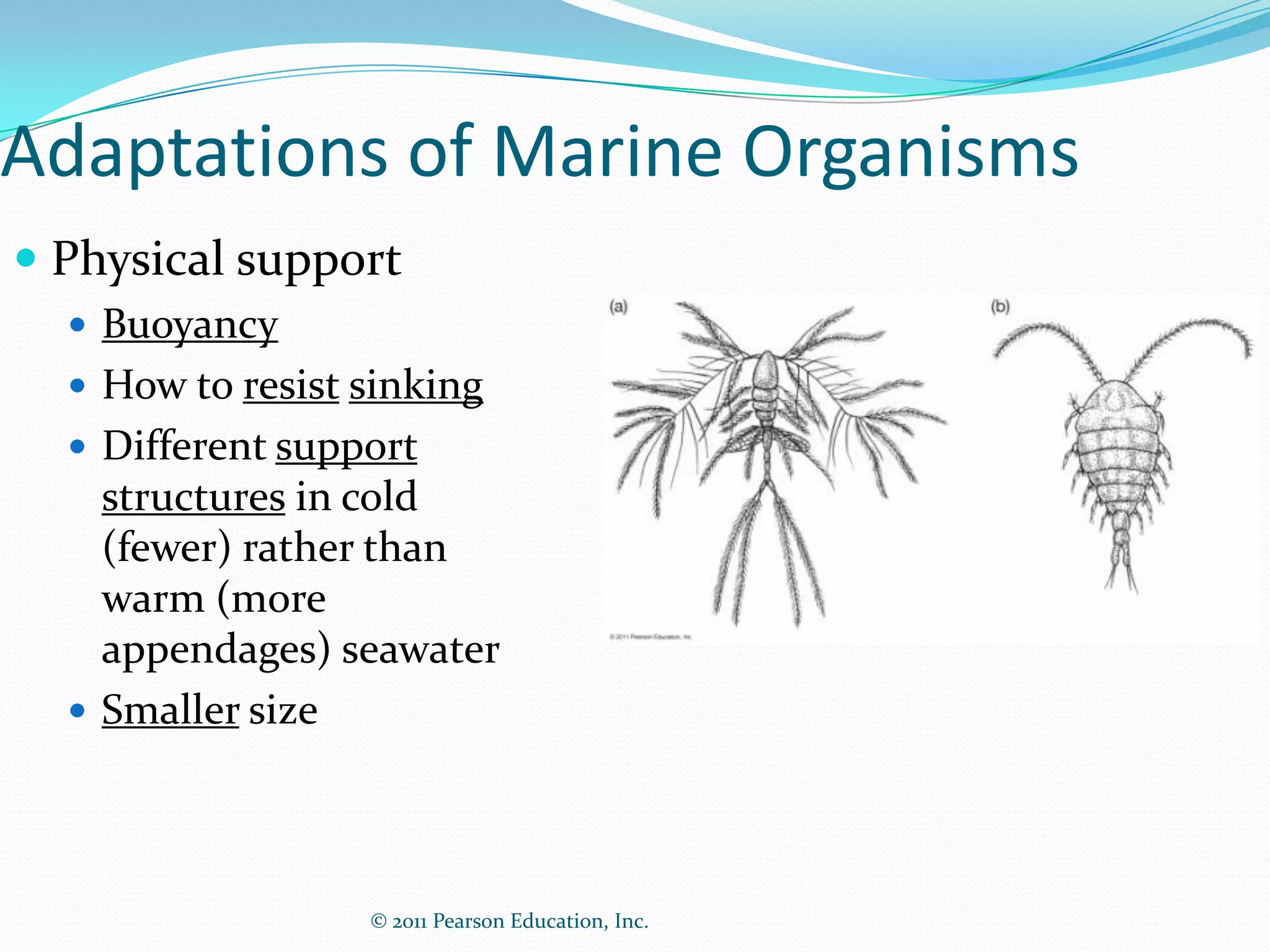 Adaptations of marine organisms | PPTX