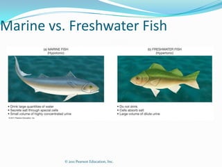 Adaptations of marine organisms | PPTX