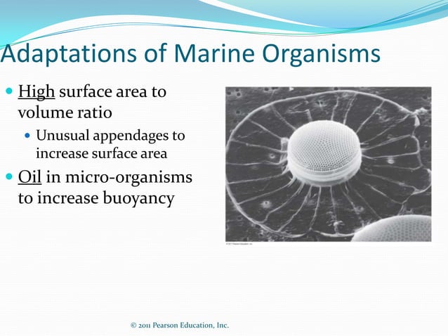 Adaptations of marine organisms | PPTX | Geography | Science