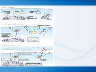 Adaptations of mycobacteria for survival in macrophages sameer tiwari | PPT | Free Download