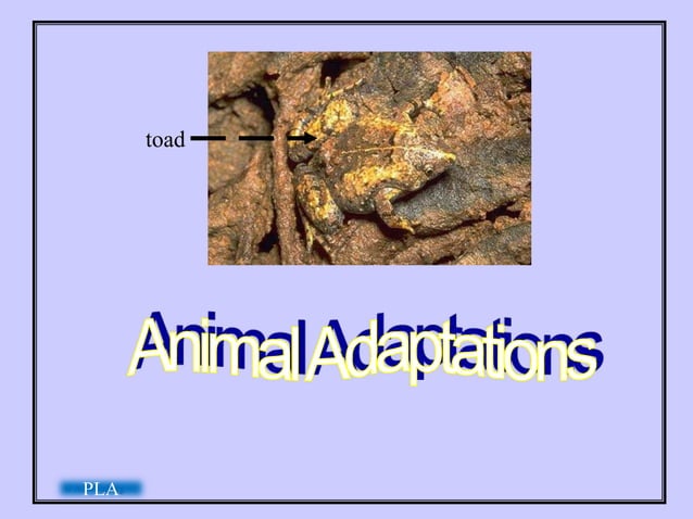 Adaptations of Organisms 1.ppt