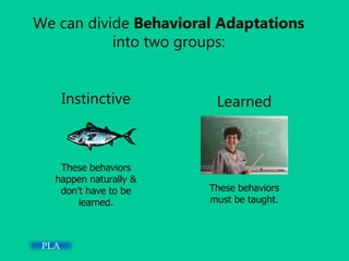 Adaptations of Organisms 1.ppt
