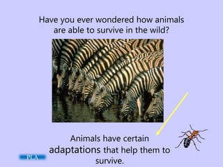 Adaptations of Organisms 1.ppt