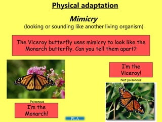 Adaptations of Organisms 1.ppt