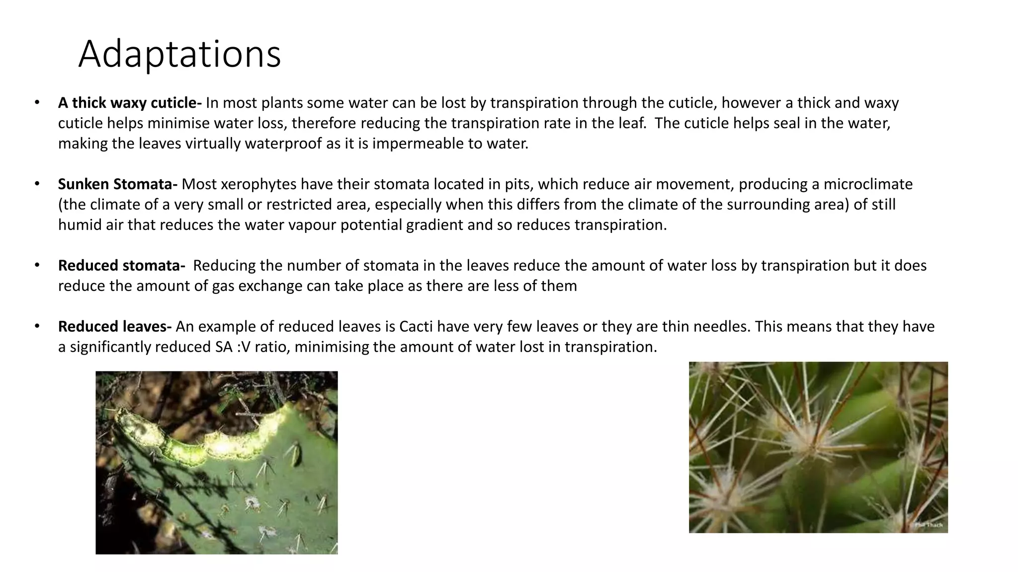 Adaptations of plants- Xerophytes and hydrophytes | PPTX