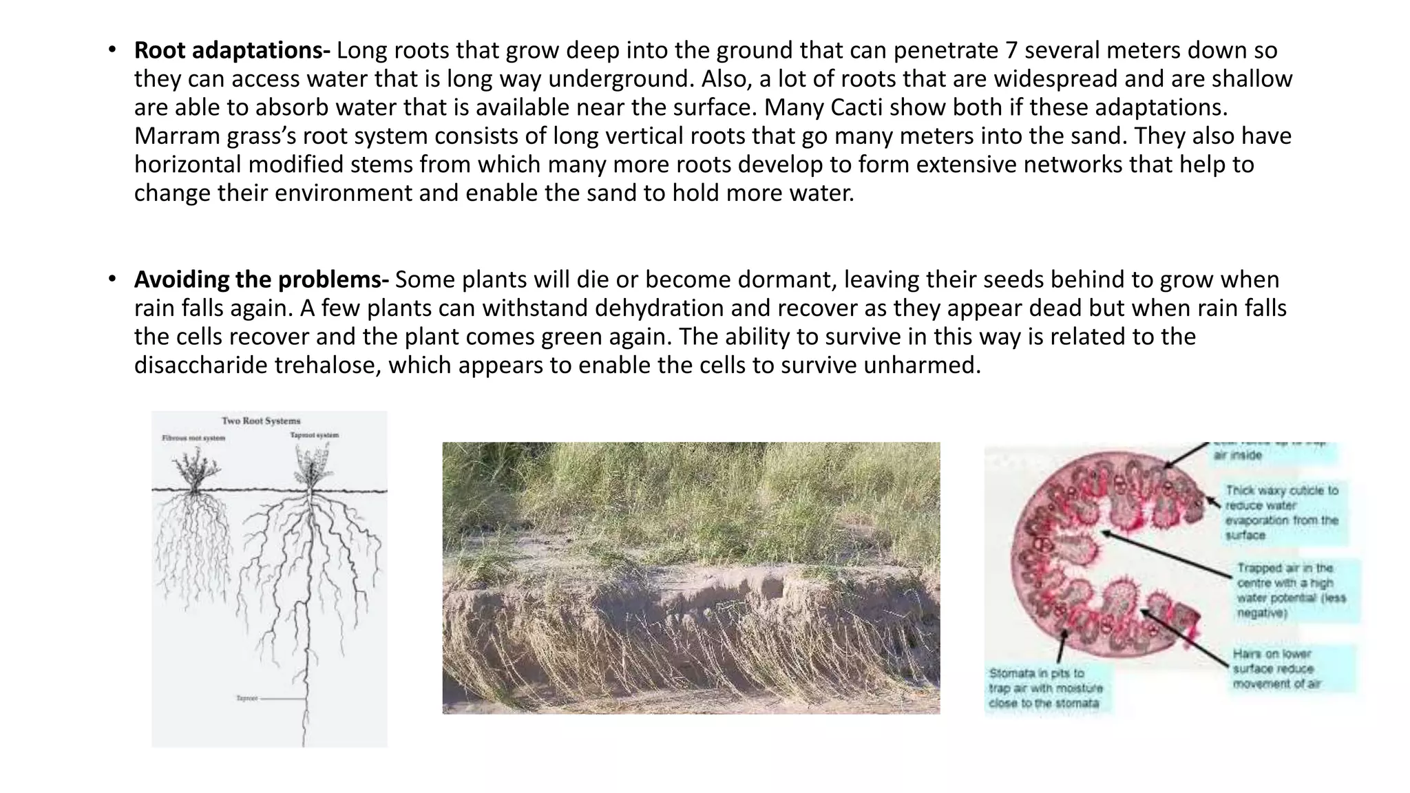 Adaptations of plants- Xerophytes and hydrophytes | PPTX