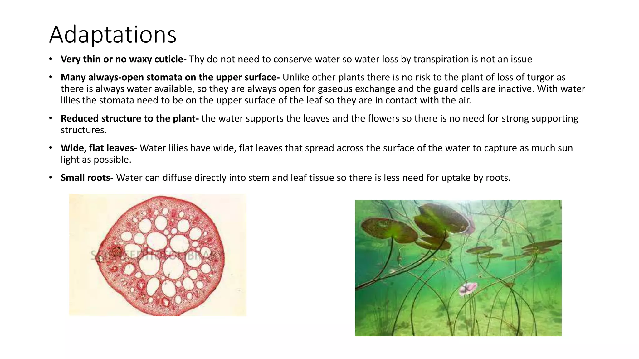 Adaptations of plants- Xerophytes and hydrophytes | PPTX