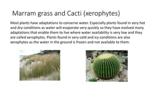 Adaptations of plants- Xerophytes and hydrophytes | PPTX
