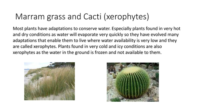 Adaptations of plants- Xerophytes and hydrophytes | PPT